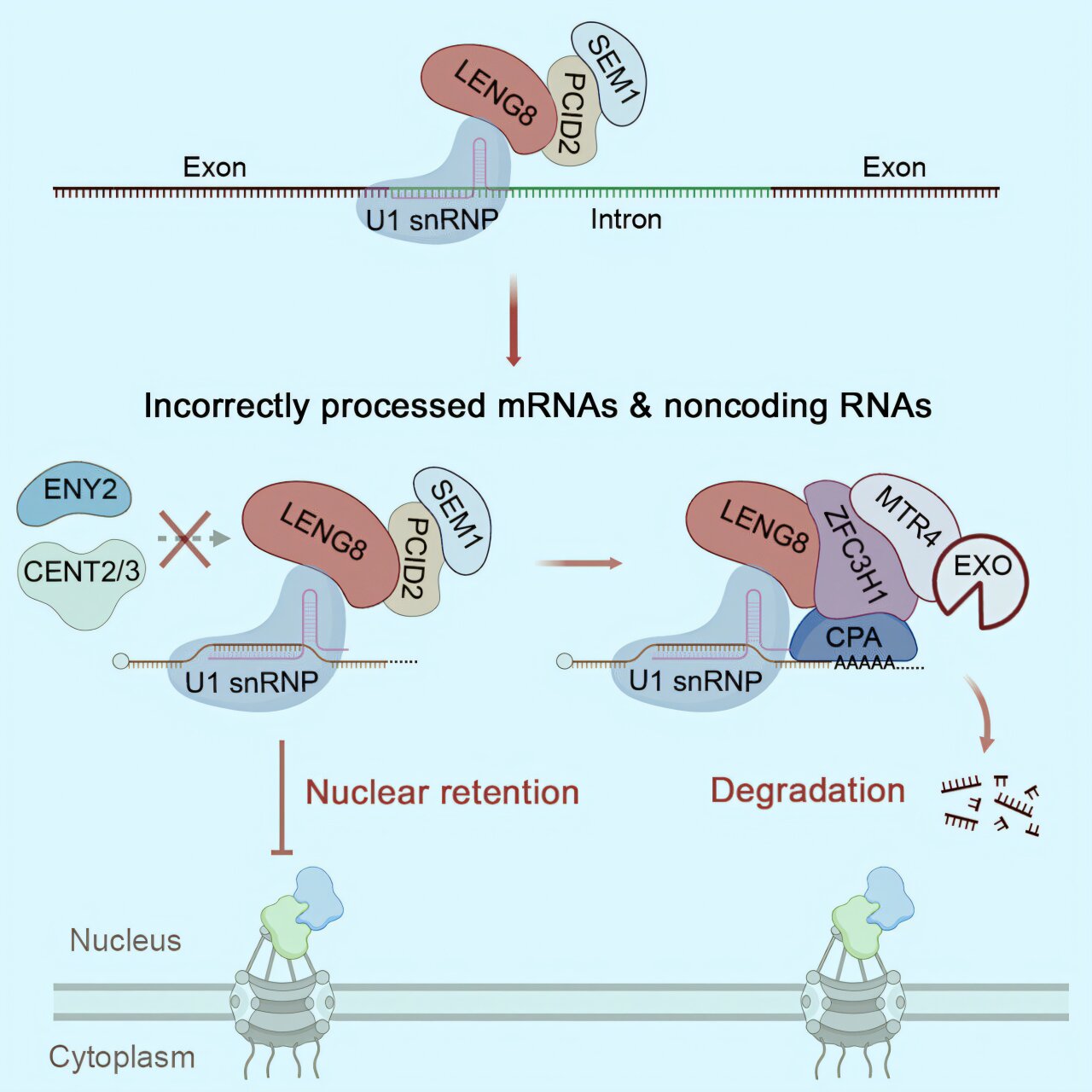Unlocking the cell's 'gatekeeper': Researchers discover critical RNA ...