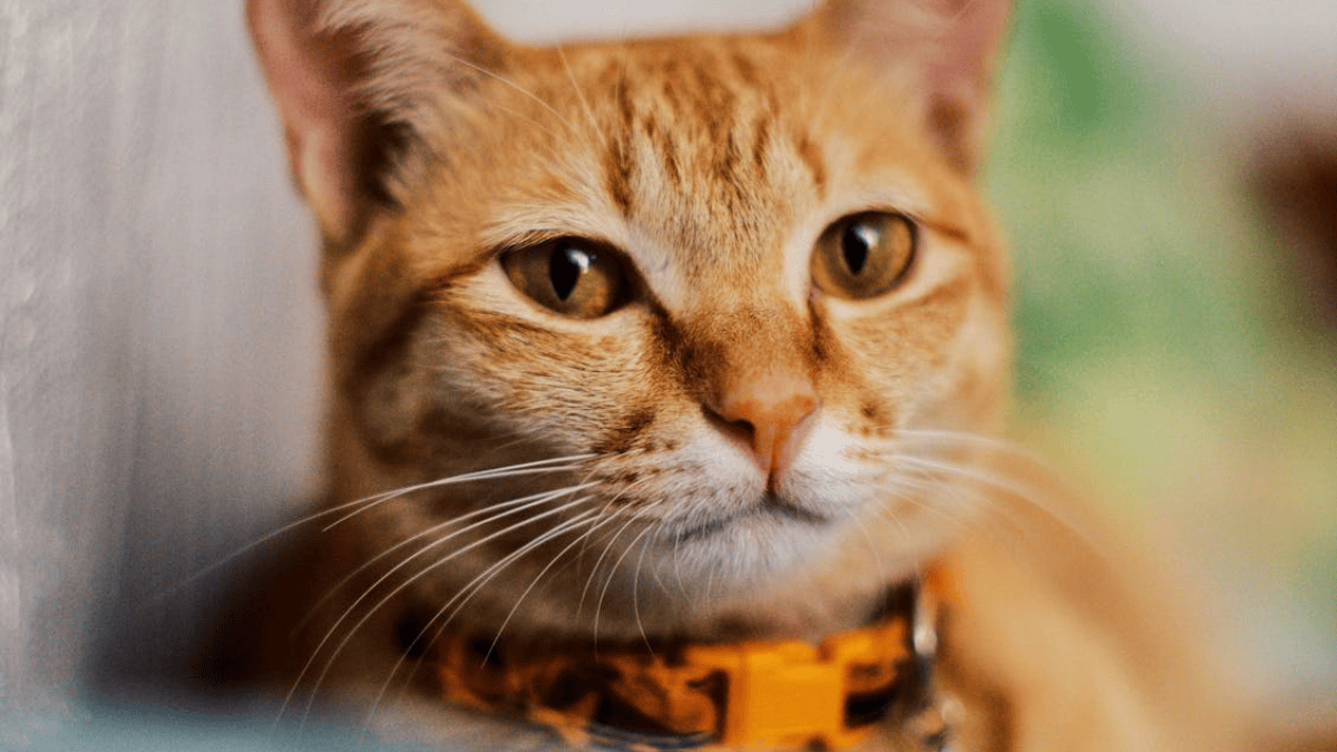 Everyday actions that may be making your cat anxious