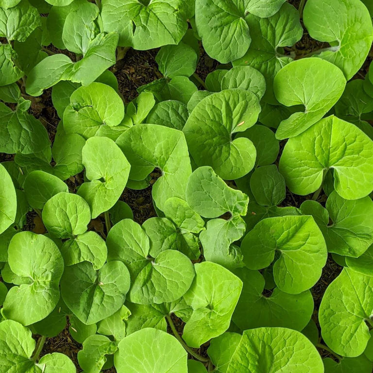 Canadian ginger care and growing tips