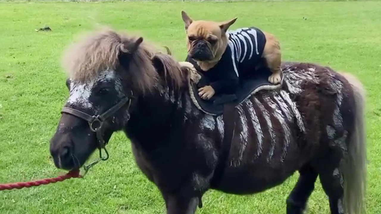Adorable French bulldog & mini horse go for a walk in matching ...