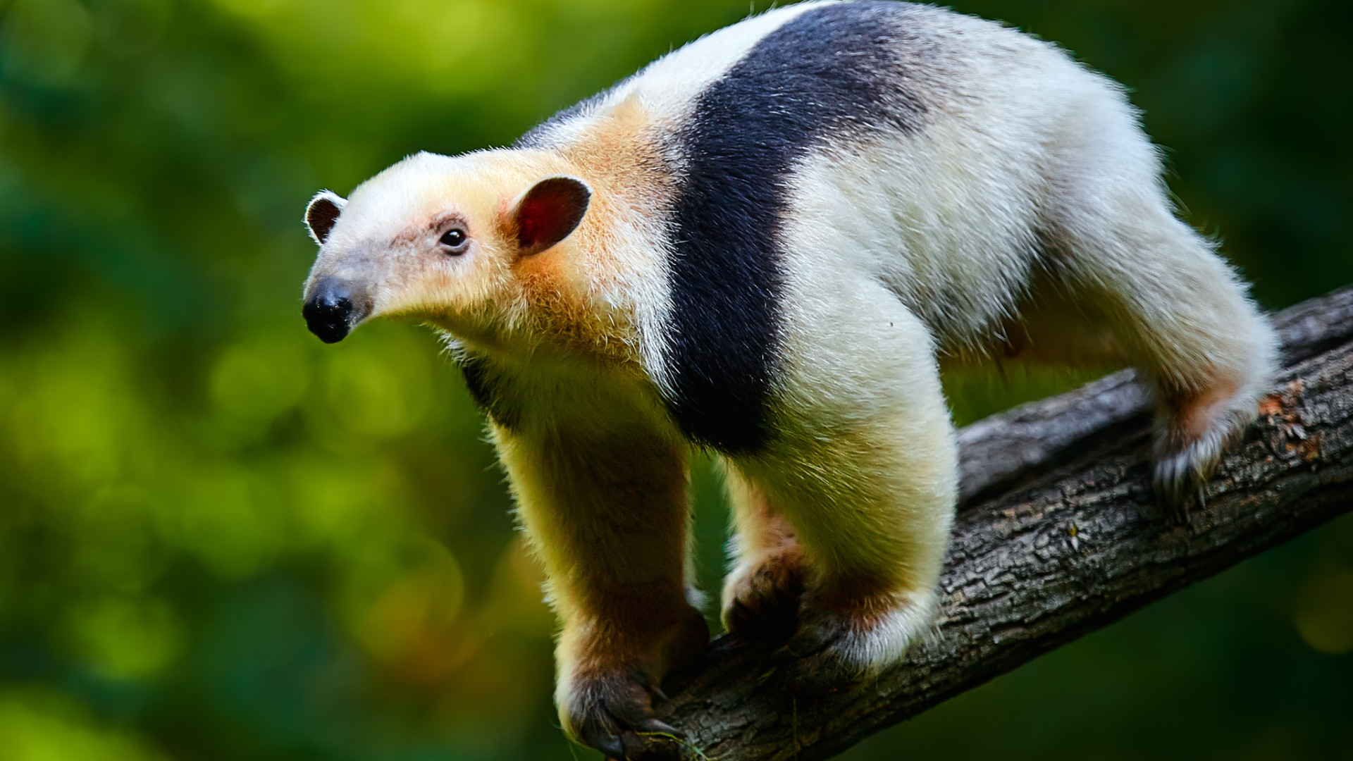 Quels sont les animaux les plus malodorants de la planète?