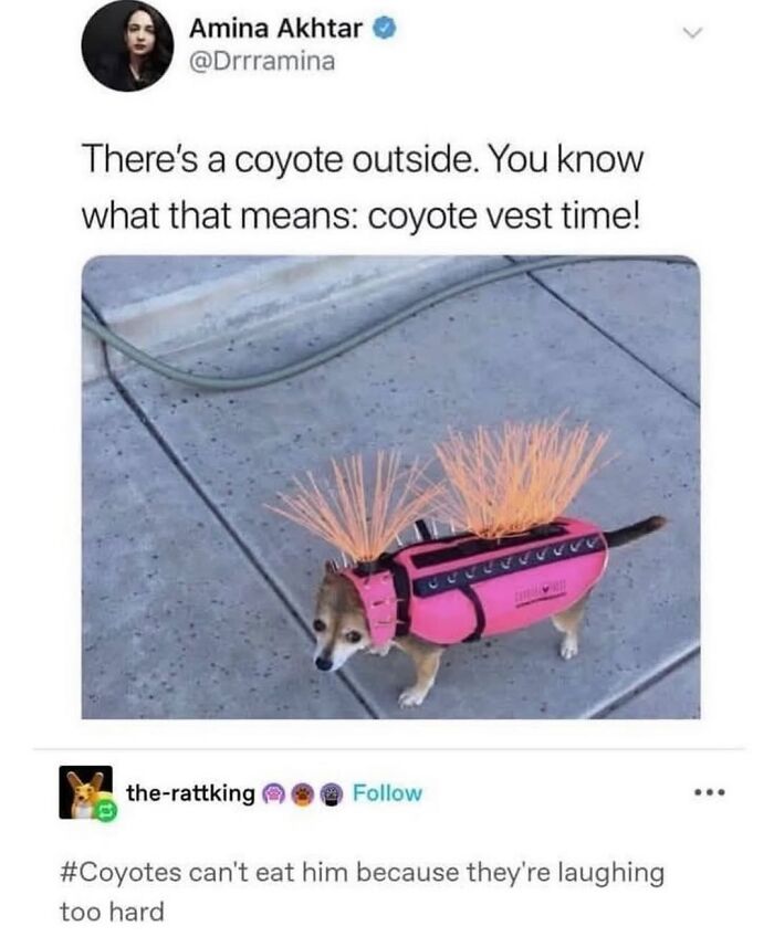 46-funny-memes-for-your-daily-dose-of-cute-animal-content