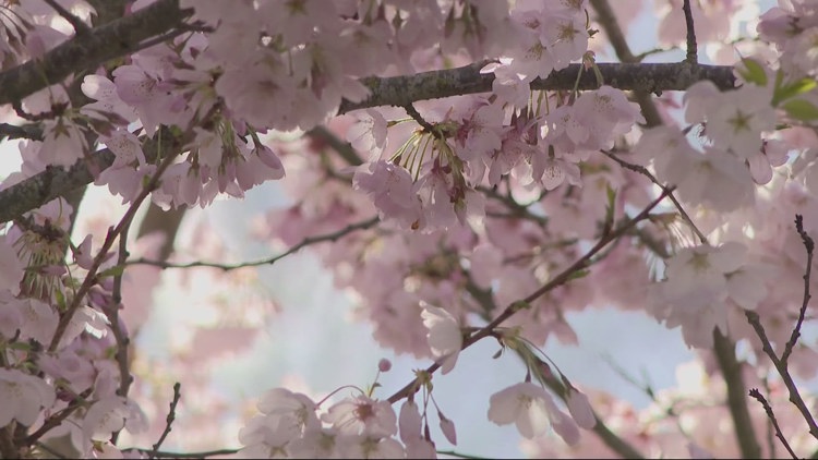 Cherry blossoms light up Oregon State Capitol State Park for 'Yozakura ...