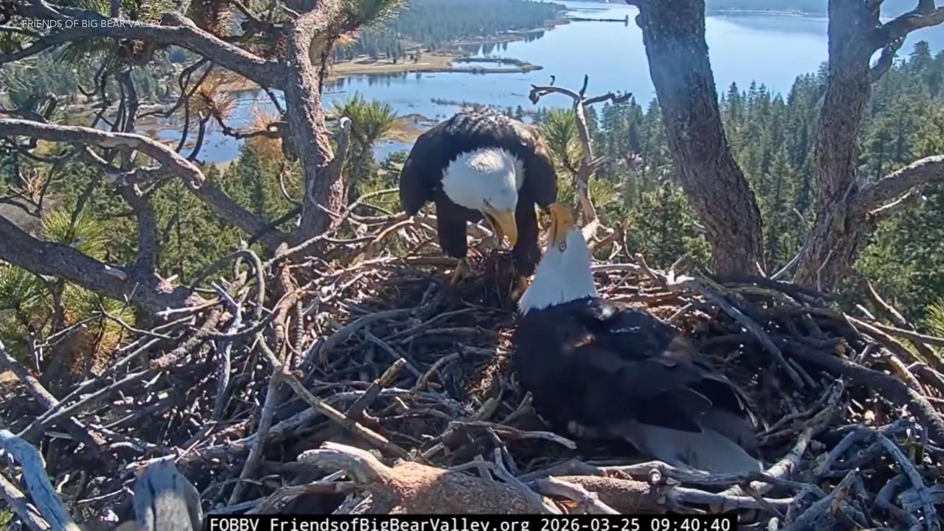 Big Bear eagle nest nears hatch as pip watch approaches