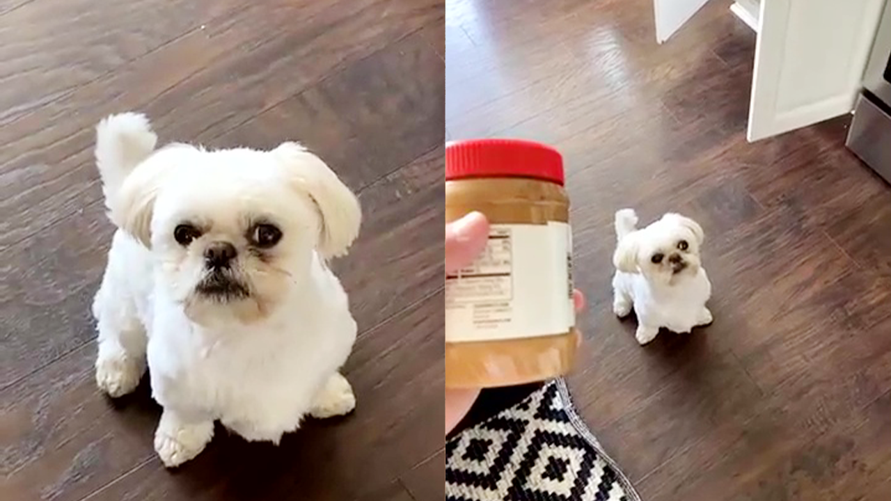 Shih-Tzu is at a loss for words after getting surprised with his ...
