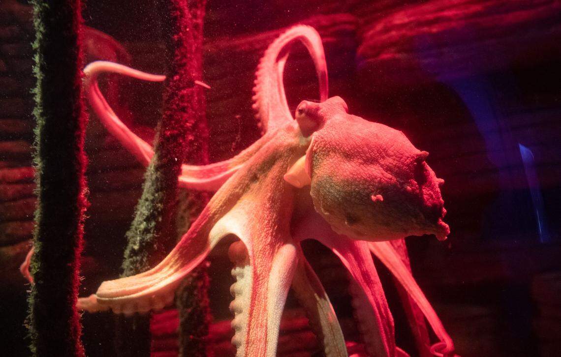 Scientists think octopuses might actually dream - and the evidence is ...