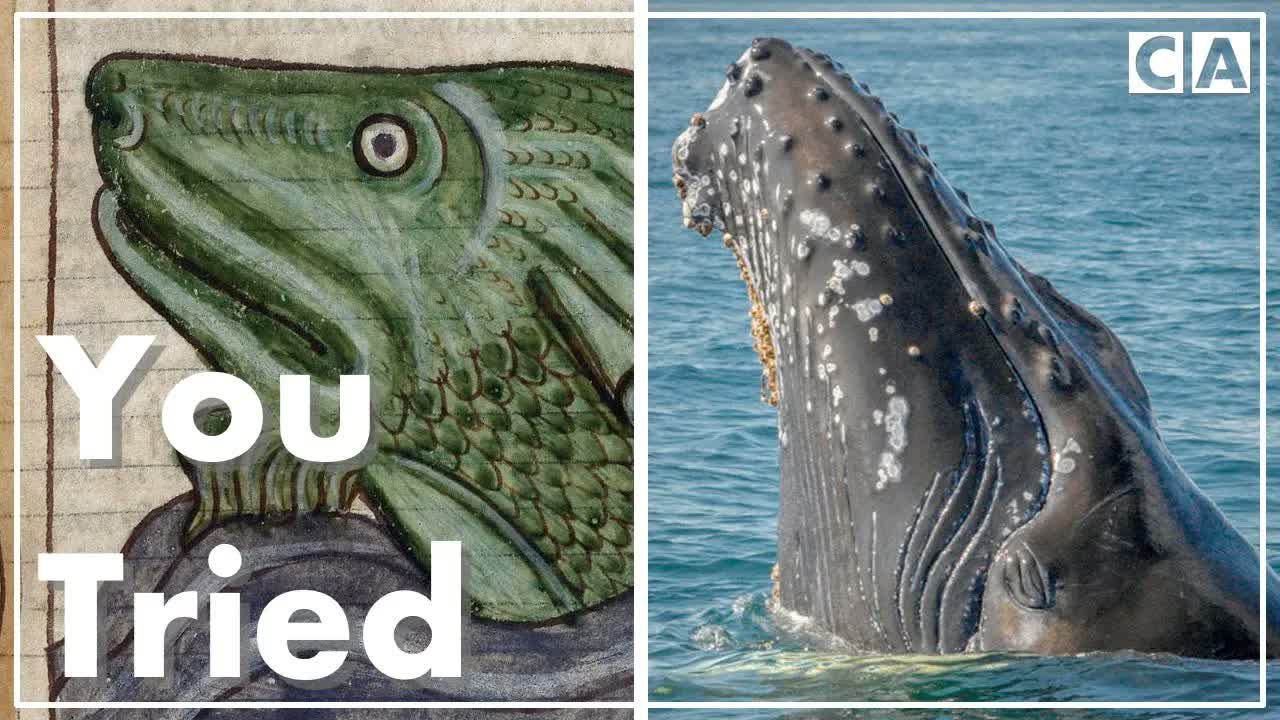 Why these animals are actually family