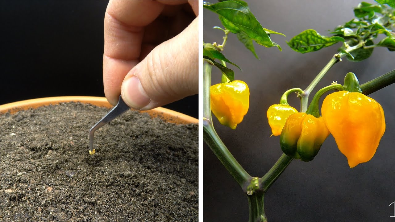 Growing scorpion chili in 175 days
