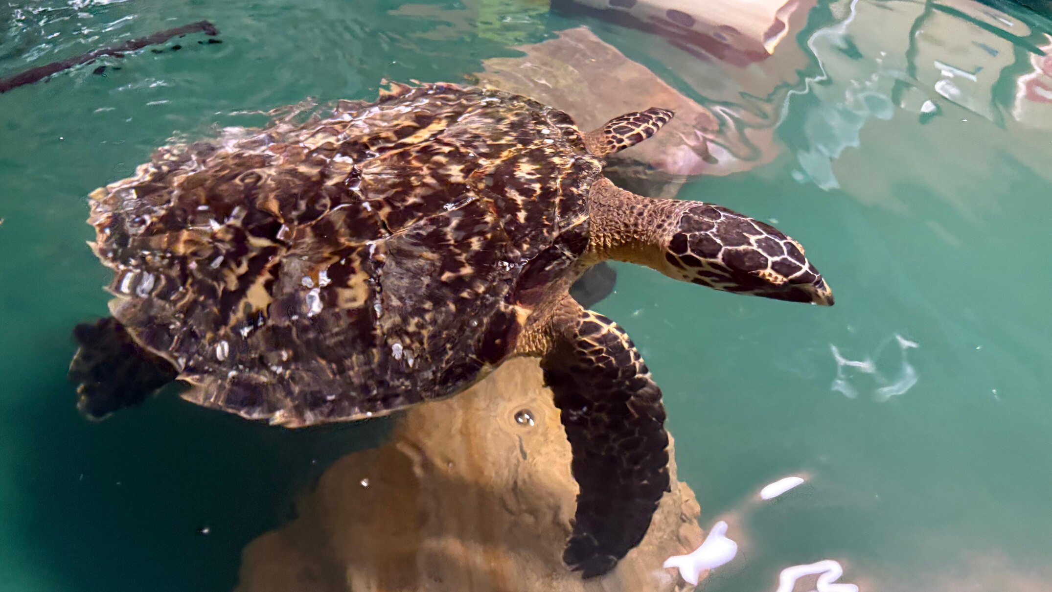 Critically endangered hawksbill sea turtle returns to wild months after ...