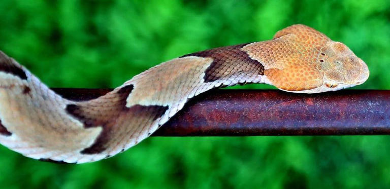 NC's copperhead season has begun. What to know about the common ...