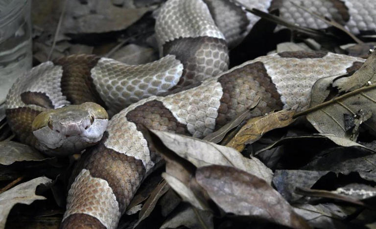 Do dead snakes bite? Are baby copperheads more dangerous? 15 beliefs ...