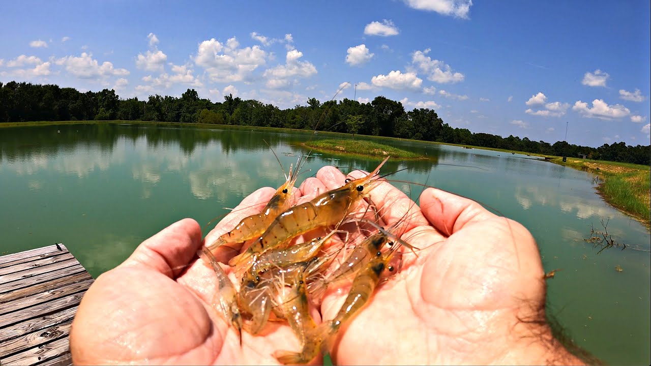 Adding 2000 prawns to the 5 acre pond!