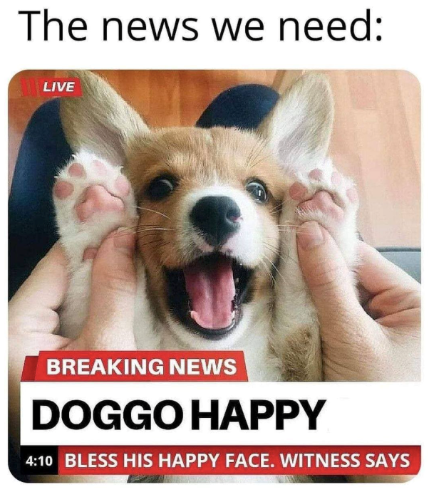 36 doggy dopamine memes to rescue dog lovers from a bad mood