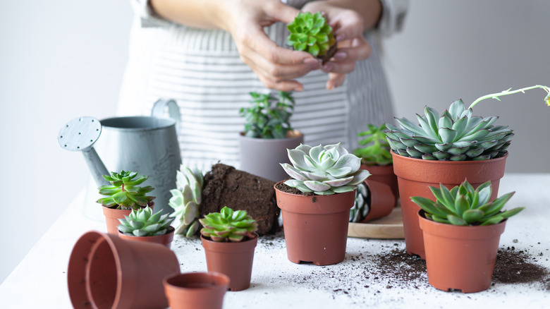 Turn an old bird bath into an upcycled succulent garden