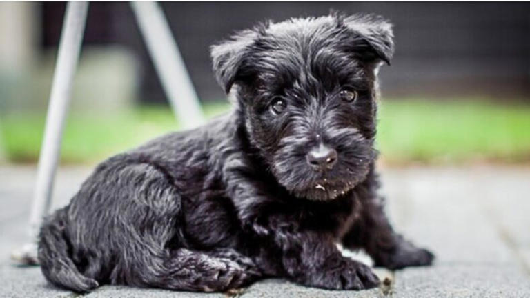 Witnesses begged him to stop—man dragged and beat puppy in broad ...