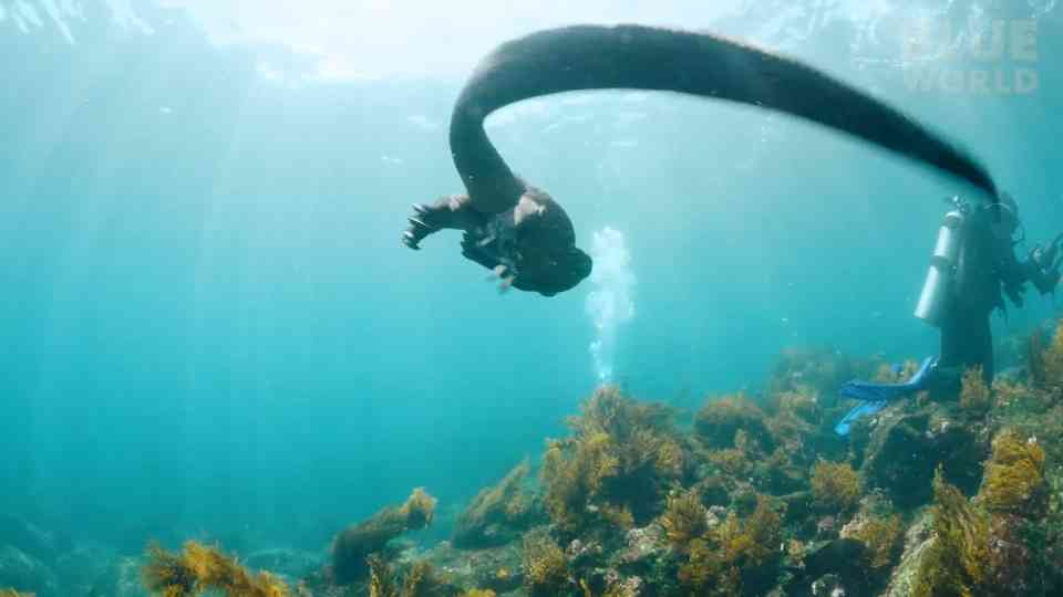 The only iguana in the world that hunts underwater