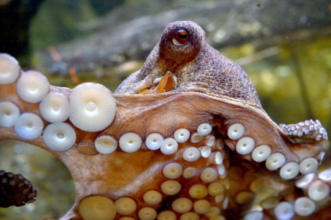 Octopuses cycle through a sleep state that looks a lot like human REM