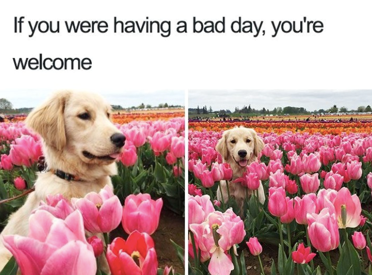 36 doggy dopamine memes to rescue dog lovers from a bad mood