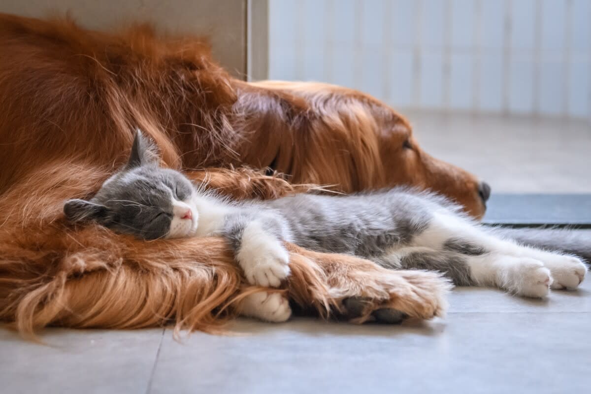 Stray kitten forms an unbreakable bond with senior golden retriever