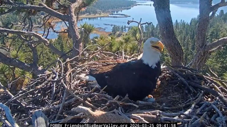 Big Bear bald eagles Jackie and Shadow near 'pip watch'