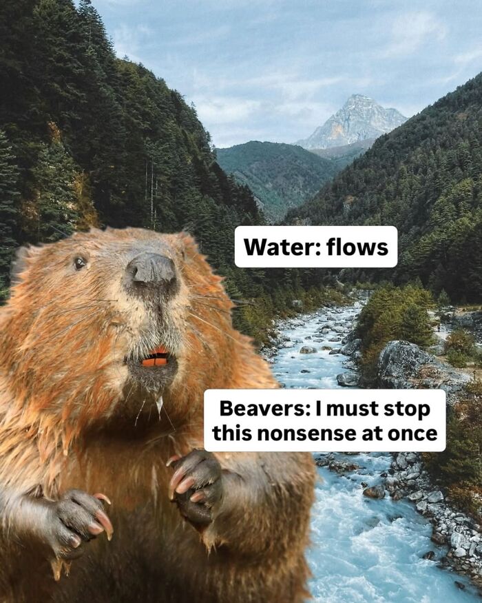 46 funny memes for your daily dose of cute animal content