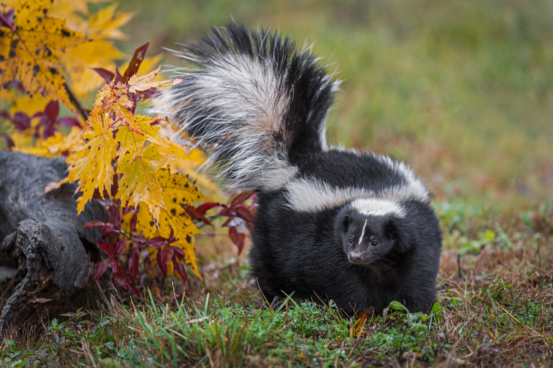 Quels sont les animaux les plus malodorants de la planète?