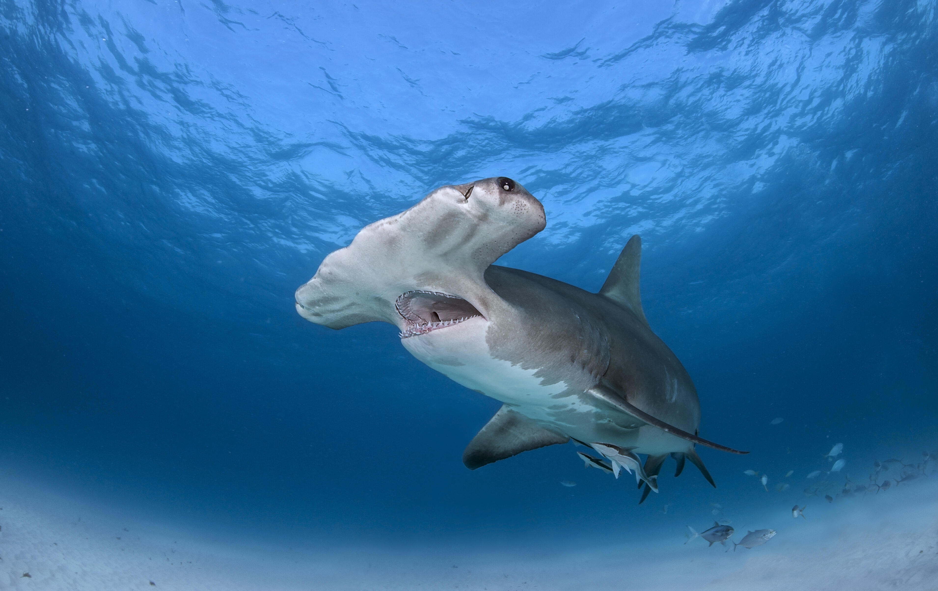 Hammerhead shark found dead on Juno Beach with fins removed