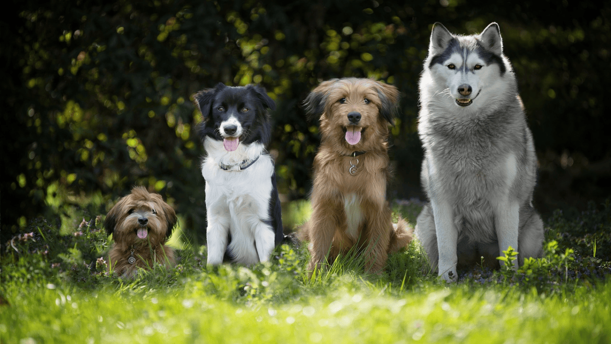 AI and pets: Are we close to translating dog feelings?