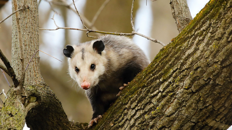 Possum vs. opossum: What is the difference?