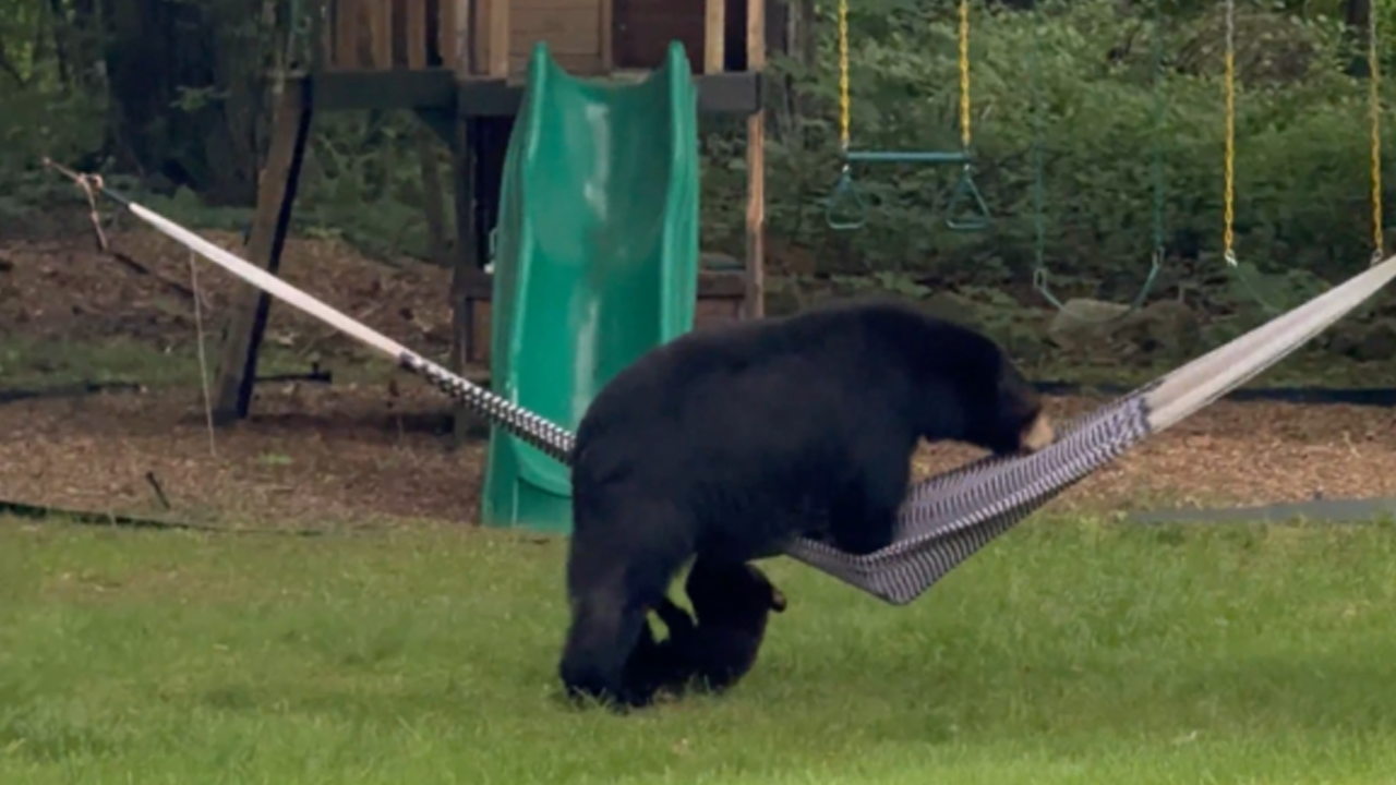 Bear plays in a hammock