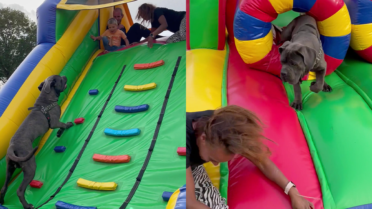 Adorable, full-of-energy dog completes 'assault course' with its owner