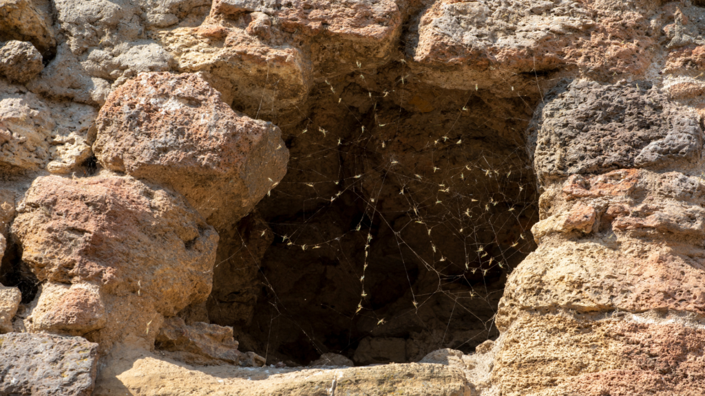 Cave with over 110,000 spiders is home to a web unlike any other