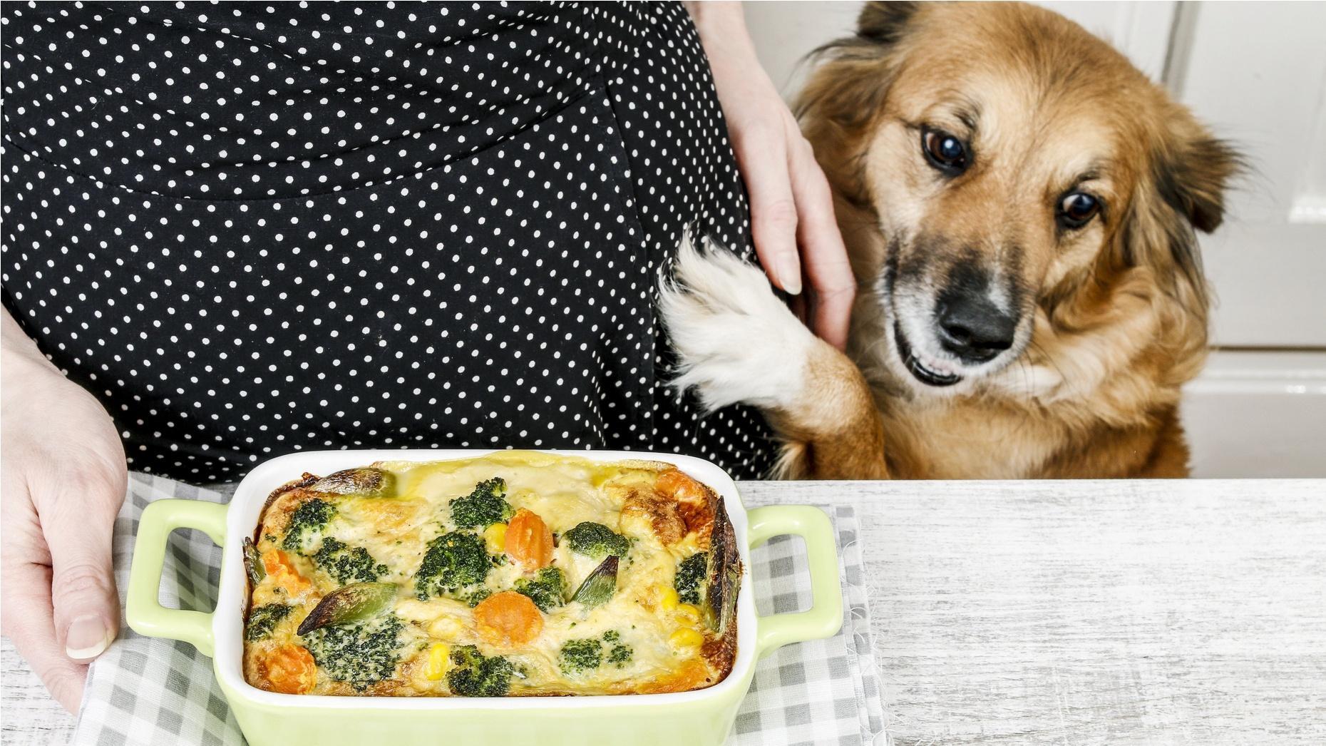 5 frustrating things dogs do