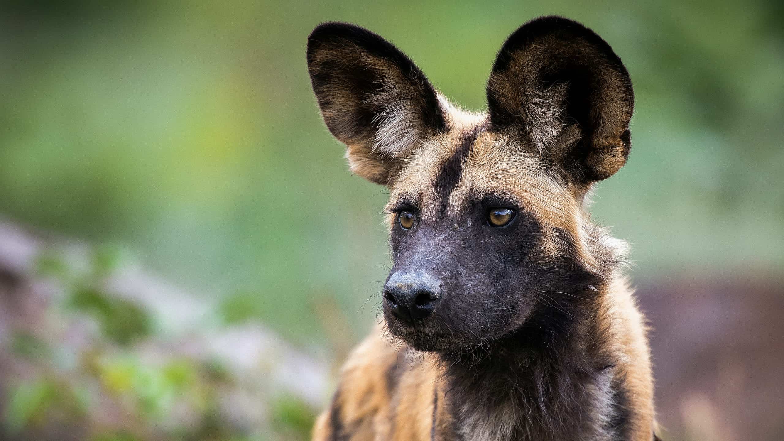 20 strange animals you can actually see at zoos in the US