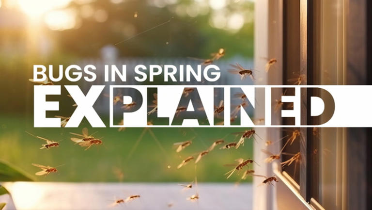 Spring bugs: Why they all seem to appear at once