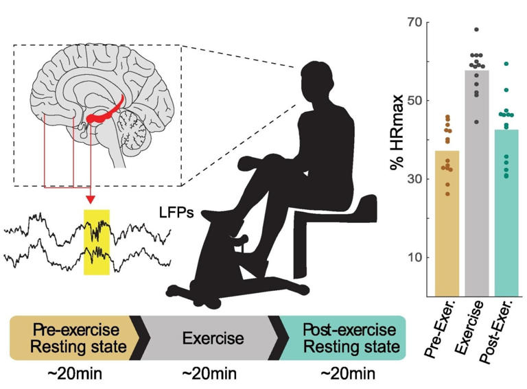 A single workout can rewire your brain’s memory circuits