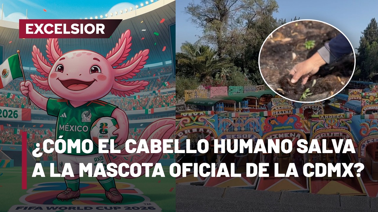 ¿Cómo el cabello humano salva a la mascota oficial de la CDMX?