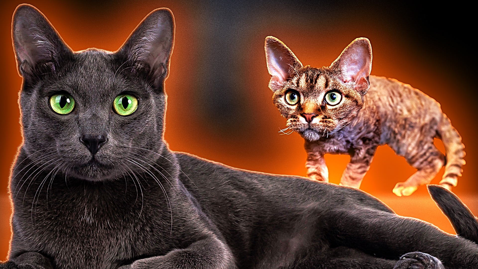 Cat breeds that will fiercely protect their owners