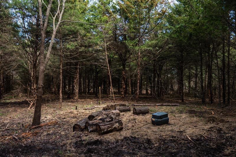 Heart-shaped forest at Kansas City airport gets restoration push ahead ...