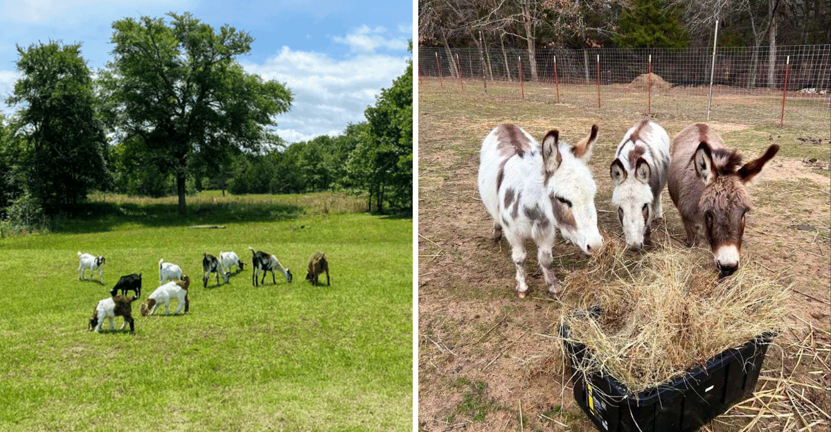 This hidden Oklahoma farm feels like a slice of the English countryside ...