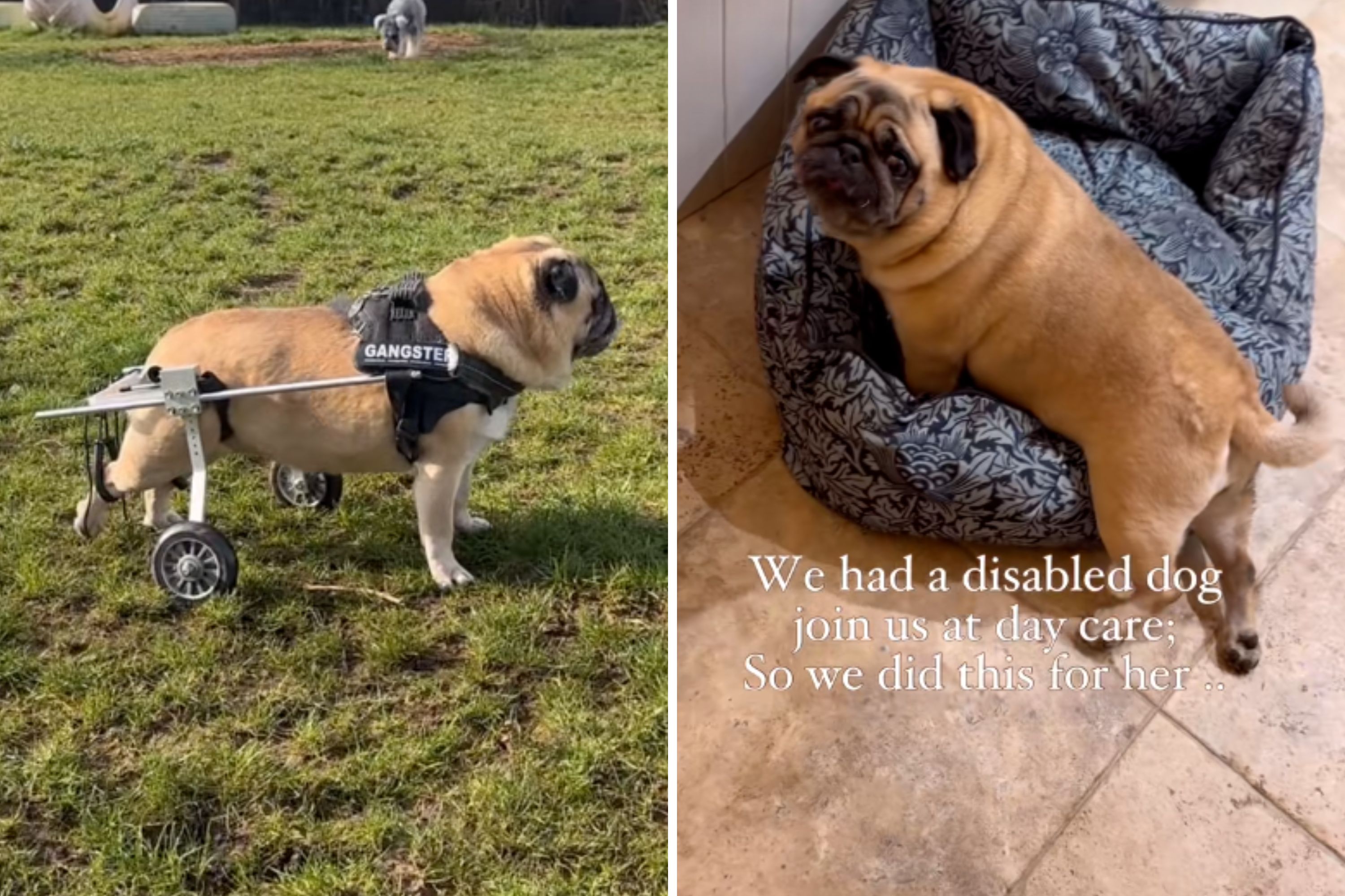 Disabled pug attends doggy daycare, owner in tears at what staff do for her