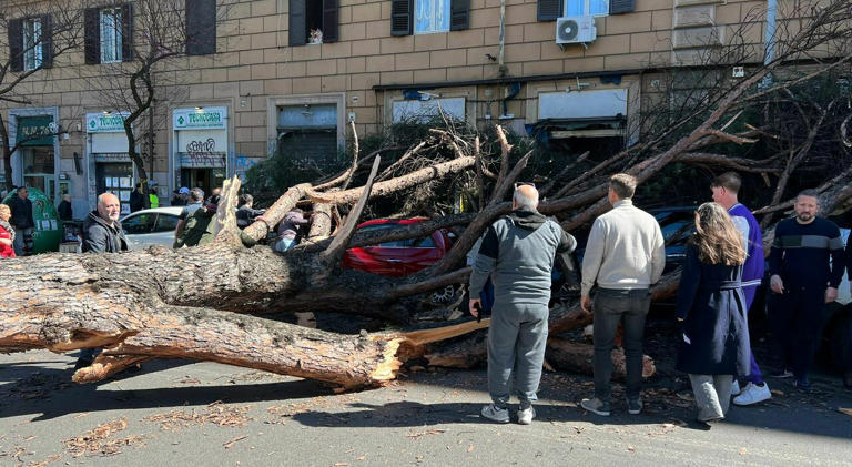 Roma, albero cade a San Lorenzo: due feriti, uno è grave. Danneggiate 3 ...