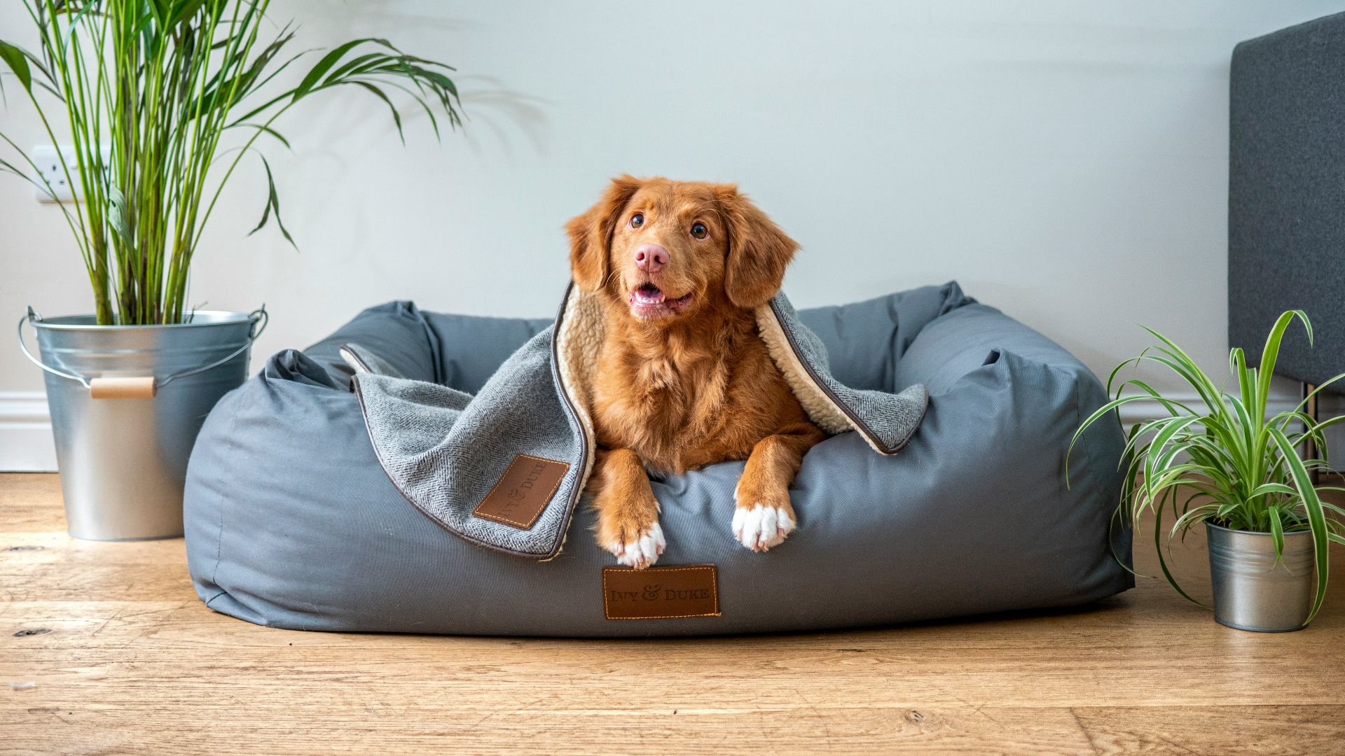 10 pet decor choices that are cute & 10 that are unhinged