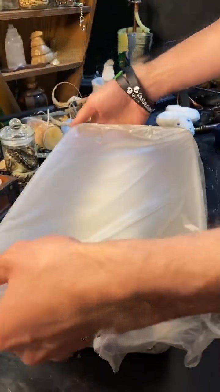 These baby ball pythons are so cute! Full hatch
