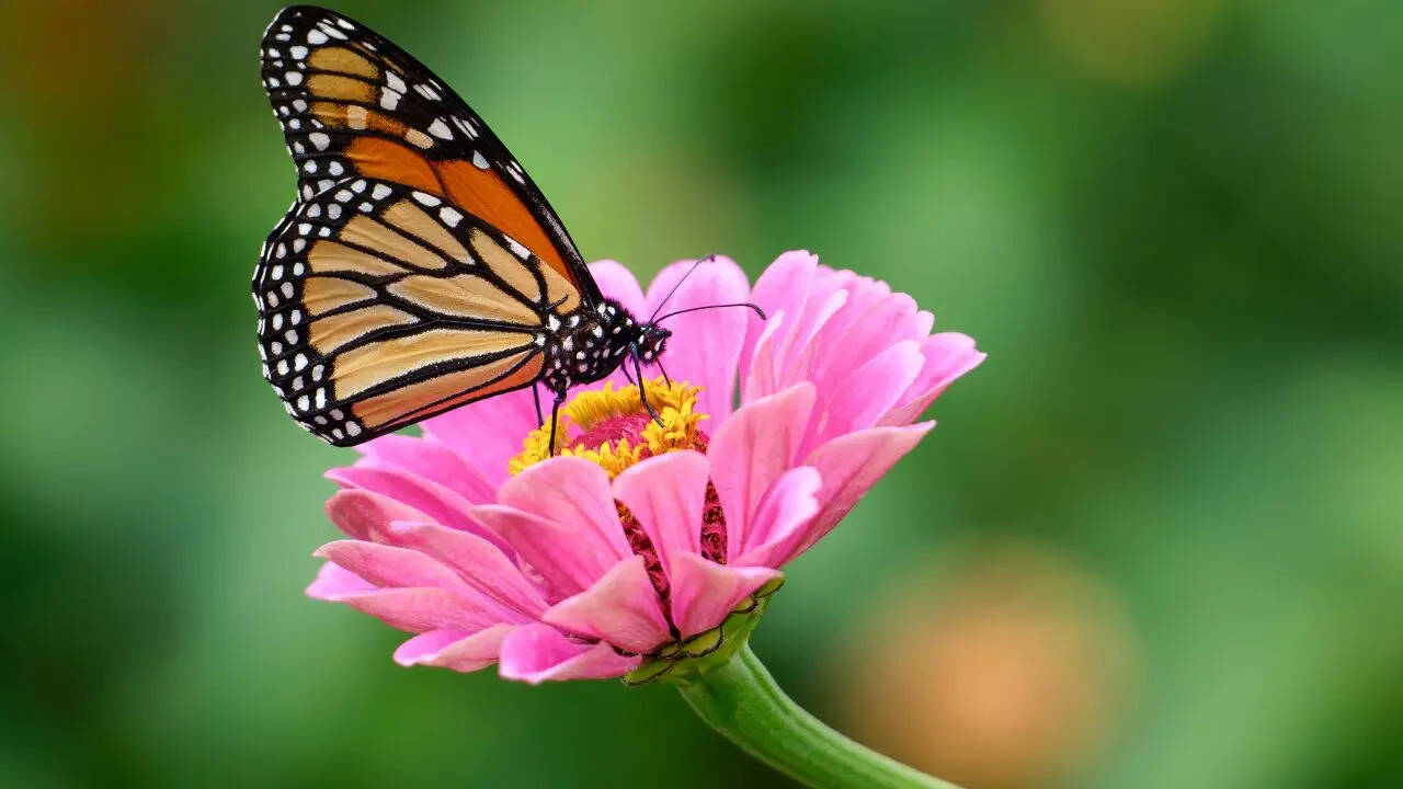 How to grow beautiful zinnia flowers in your balcony garden