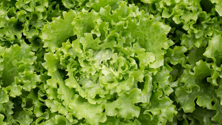 What is Batavia lettuce and what does it taste like?