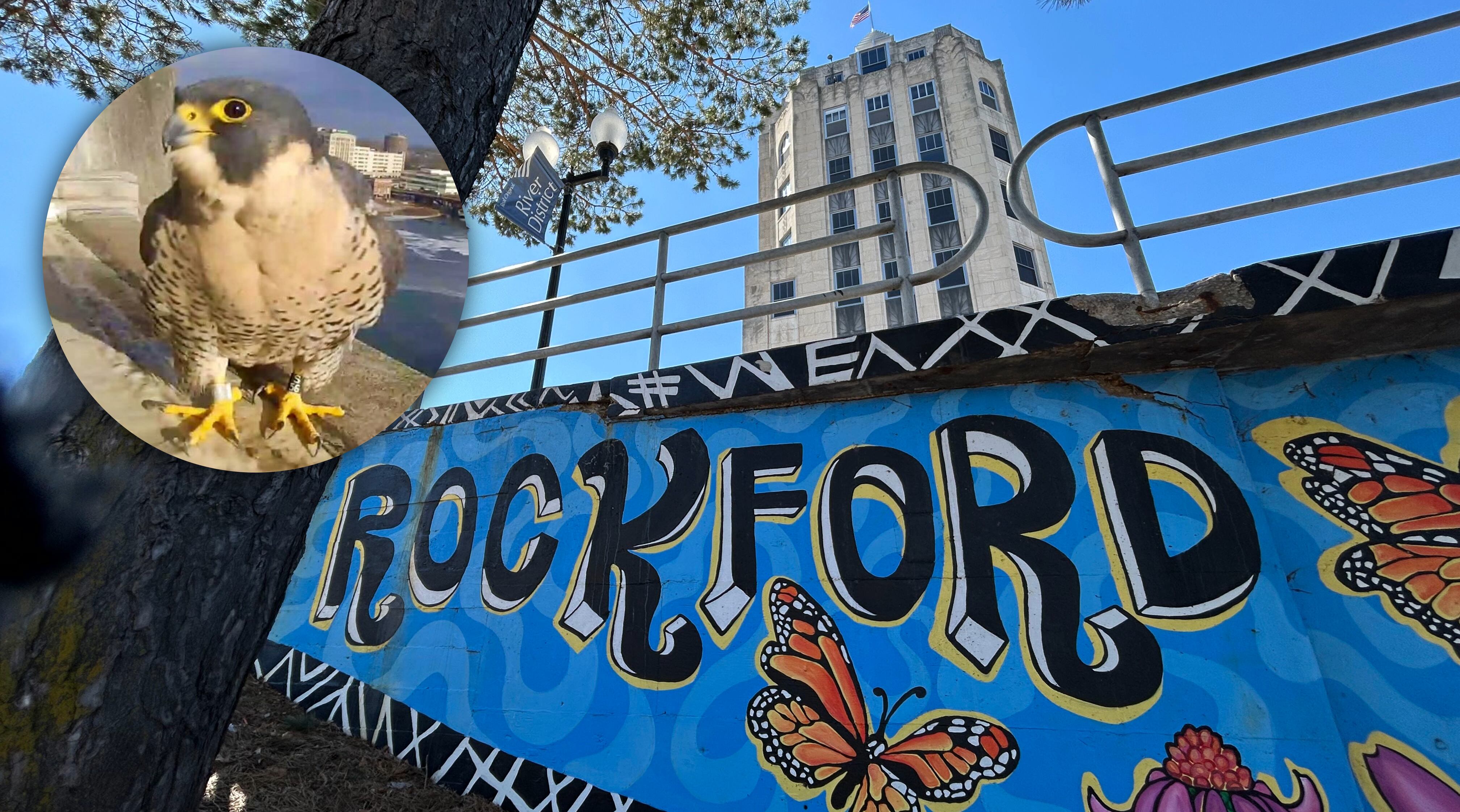 Goodbye Louise, hello ‘Unnamed’: New falcon in downtown Rockford ...