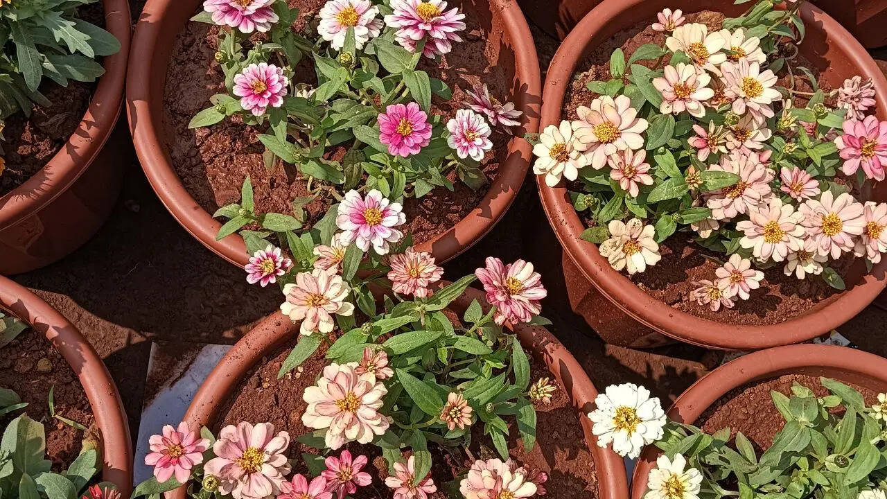 How to grow beautiful zinnia flowers in your balcony garden