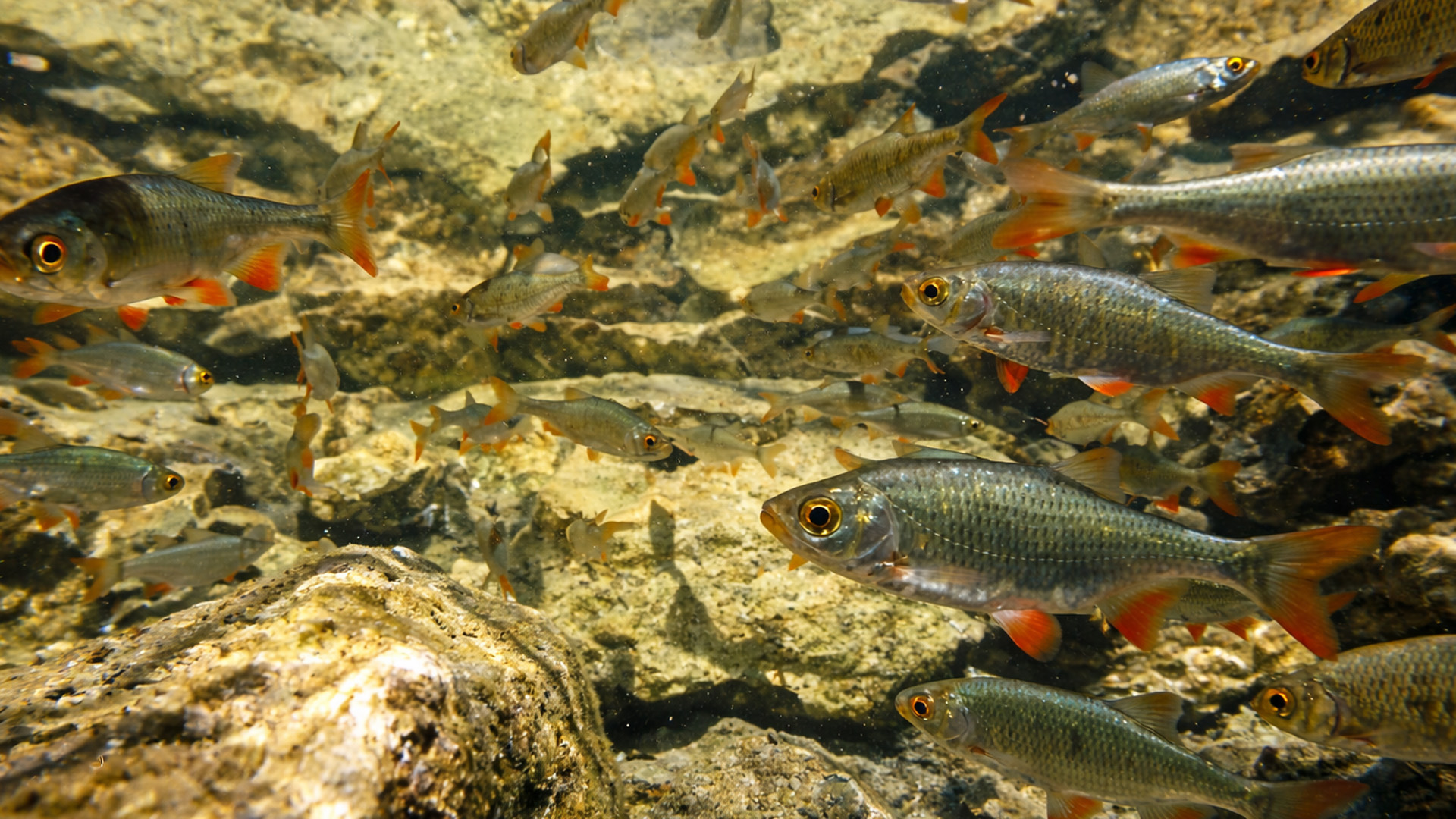 A remote underwater camera captured this natural fish behavior
