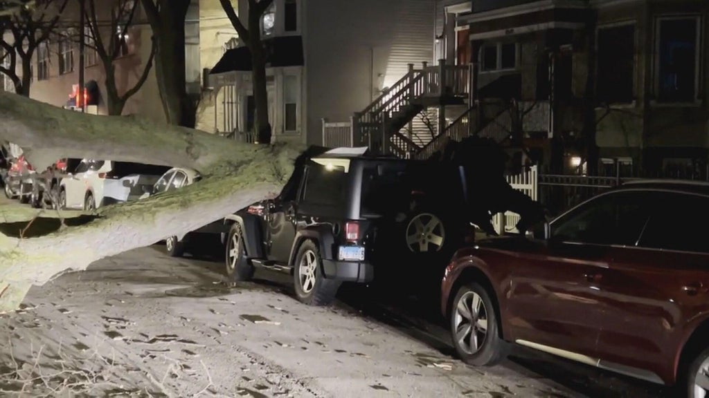 Strong storms topple tree onto cars in Lakeview neighborhood